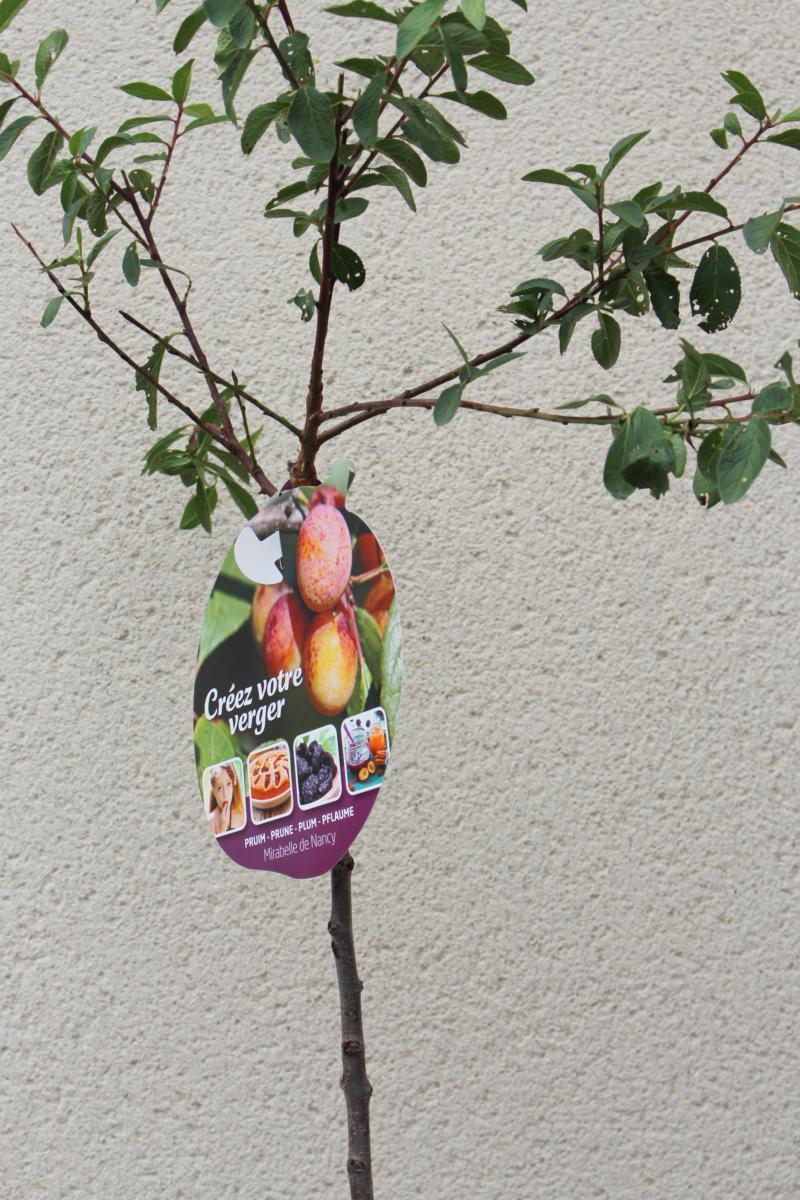 ARBRE FRUITIER - Mirabellier "Mirabelle de Nancy"