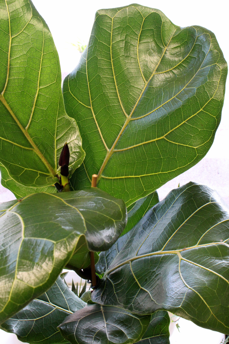 Ficus Lyrata, Plante d'Intérieur - La Fontaine Fleurie
