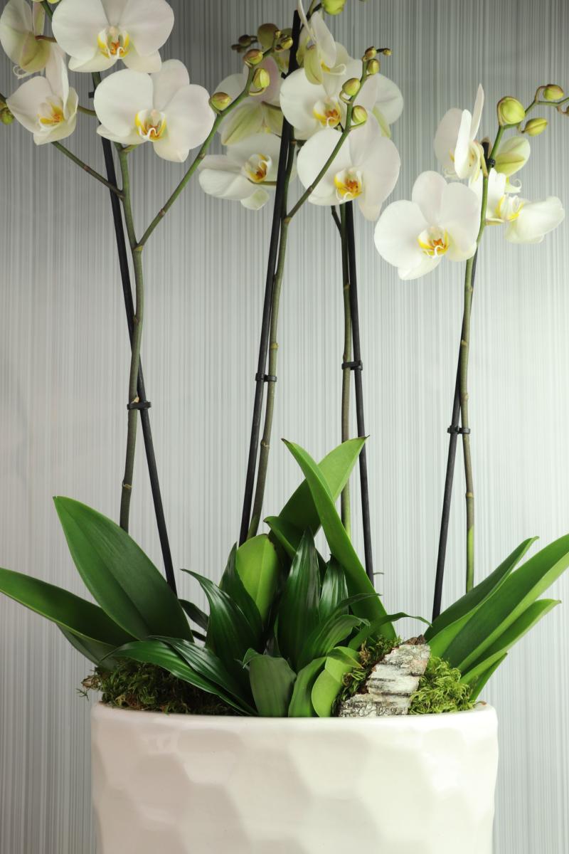 Grand cache-pot blanc en céramique