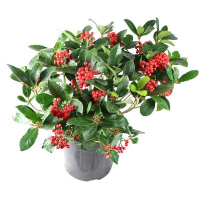 LIVRAISON DE PLANTES VERTES NOEL COMPIEGNE & OISE