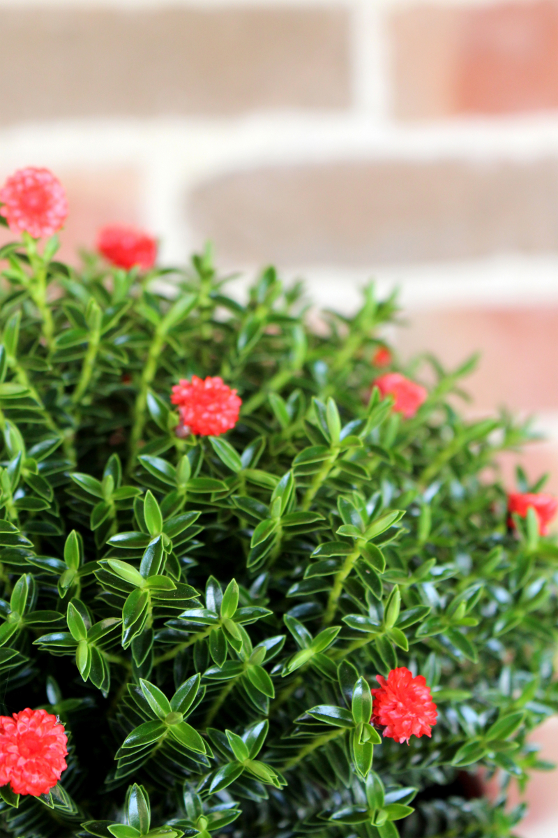 Myrte, Arbuste d'Extérieur - La Fontaine Fleurie