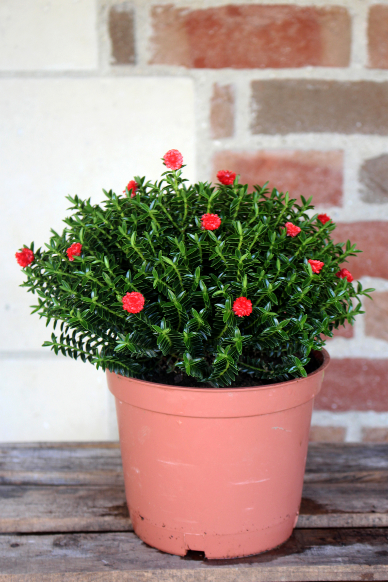 Myrte, Arbuste d'Extérieur - La Fontaine Fleurie