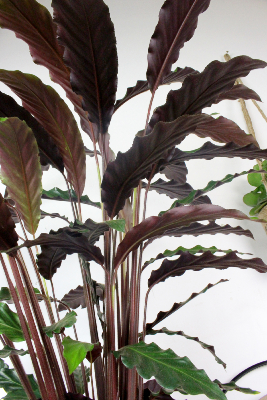 Calathéa Rufibarba ou "Velours", Plante d'Intérieur - La Fontaine Fleurie